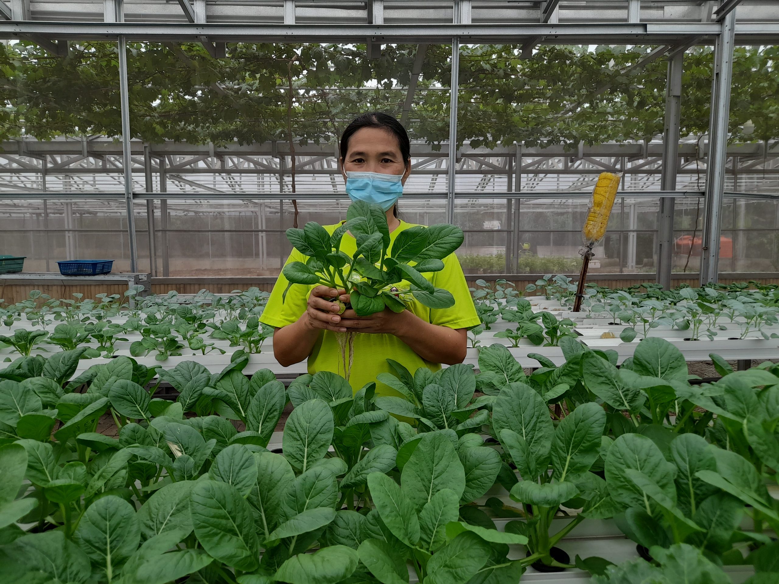 Kisah Sukses Lisdiana Petani Hidroponik di Kota Tangerang - Kata Kota