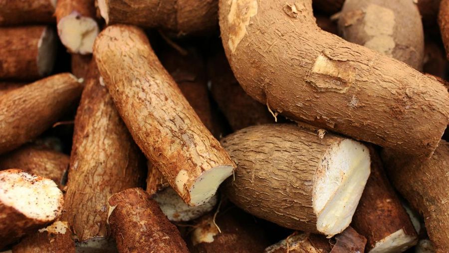 Bakal Dibatasi: Impor Singkong & Tapioka RI Bikin Kaget, Melonjak 800% ...